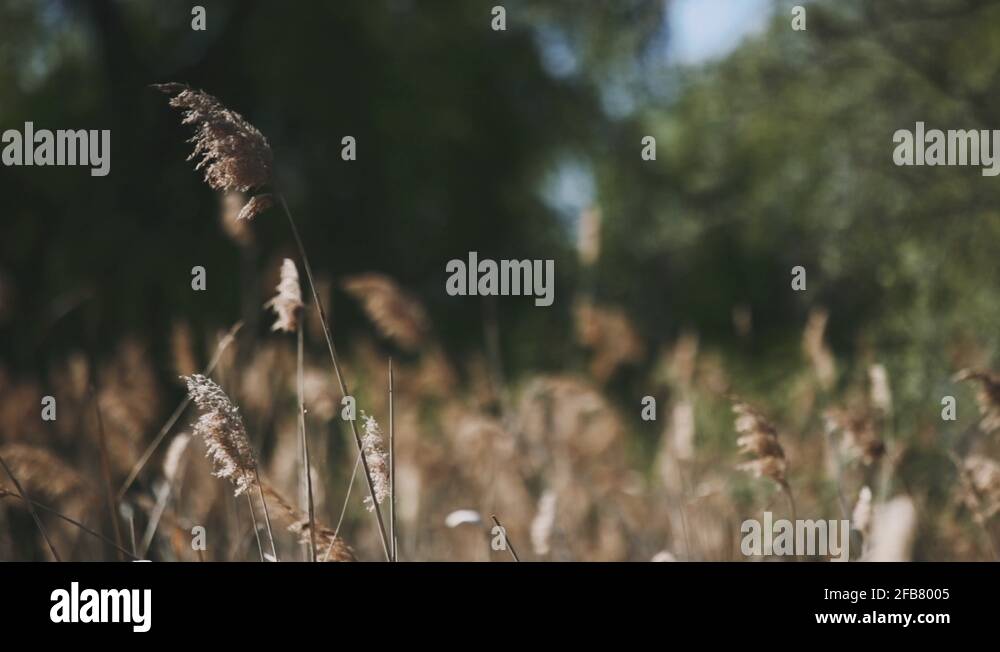 Ordinary common Stock Videos & Footage - HD and 4K Video Clips - Alamy