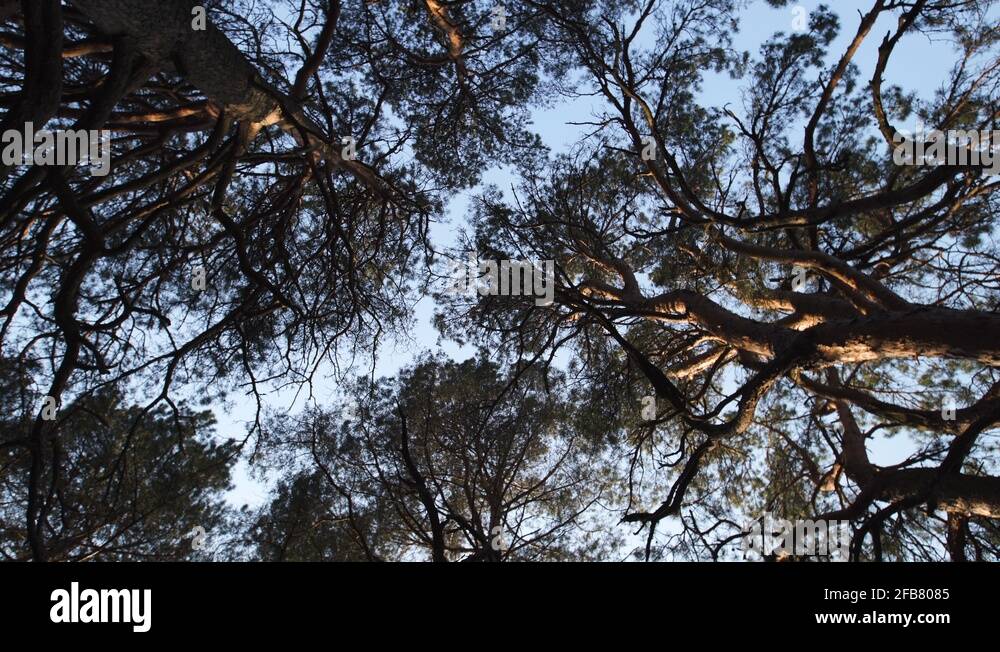 Circle camera movement from ground facing sky with pine trees and clear ...