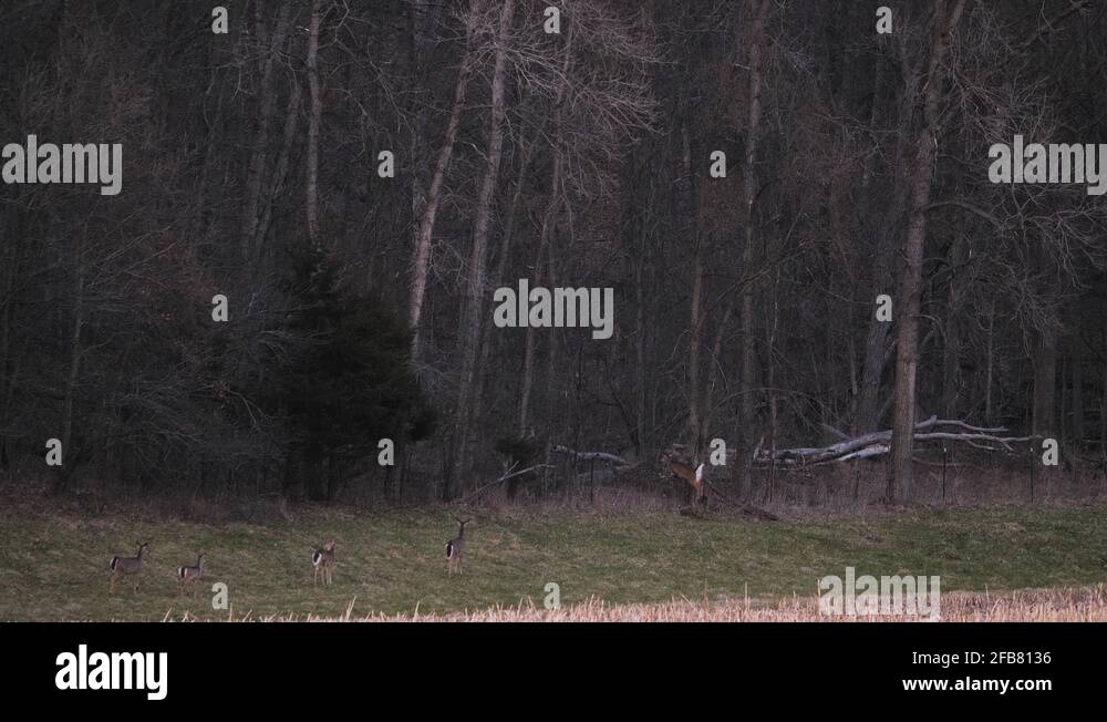 Animal jumping over a fence Stock Videos & Footage - HD and 4K Video ...