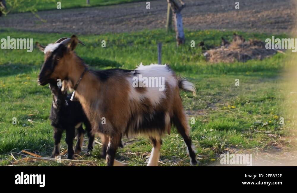 The goat walk Stock Videos & Footage - HD and 4K Video Clips - Alamy