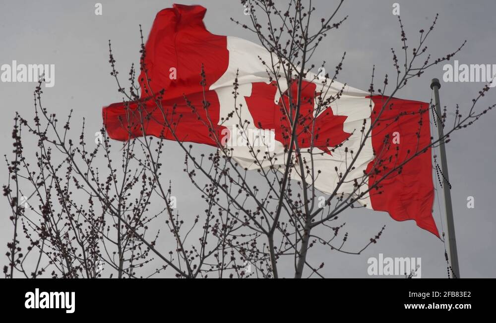 Maple tree canada flag Stock Videos & Footage - HD and 4K Video Clips ...