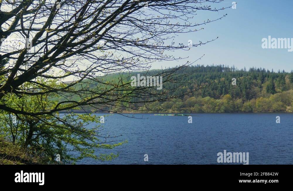 Tree bower Stock Videos & Footage - HD and 4K Video Clips - Alamy