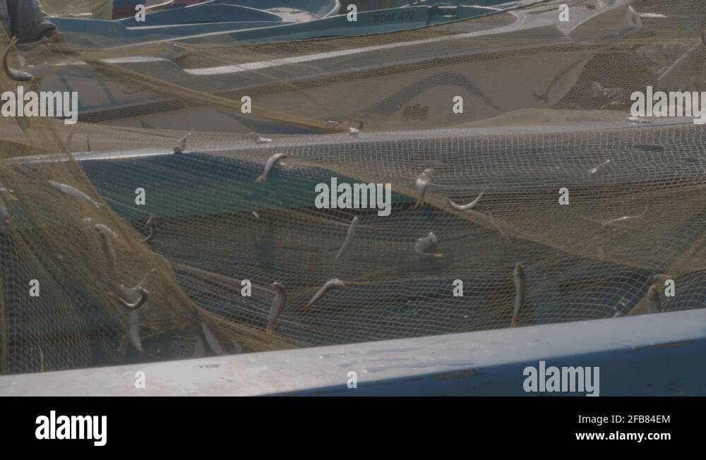 Sorting fish nets Stock Videos & Footage - HD and 4K Video Clips - Alamy