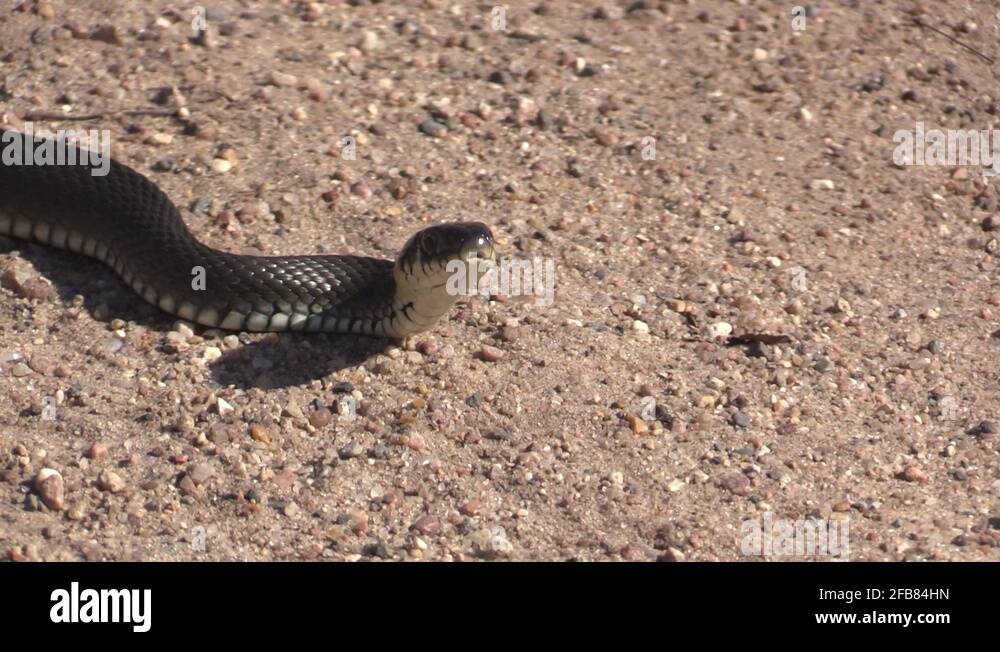 European snake on a gravel road in the woods. Natrix Natrix Stock Video ...