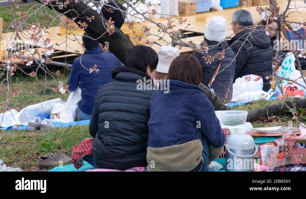 Japanese Having Picnic Or Hanami During Cherry Blossom Season Stock ...