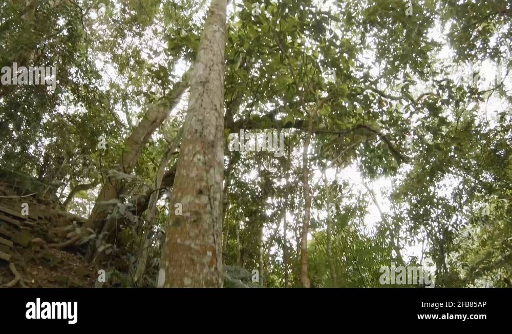 Looking up at tree Stock Videos & Footage - HD and 4K Video Clips - Alamy