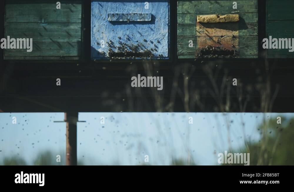 Beehive place Stock Videos & Footage - HD and 4K Video Clips - Alamy