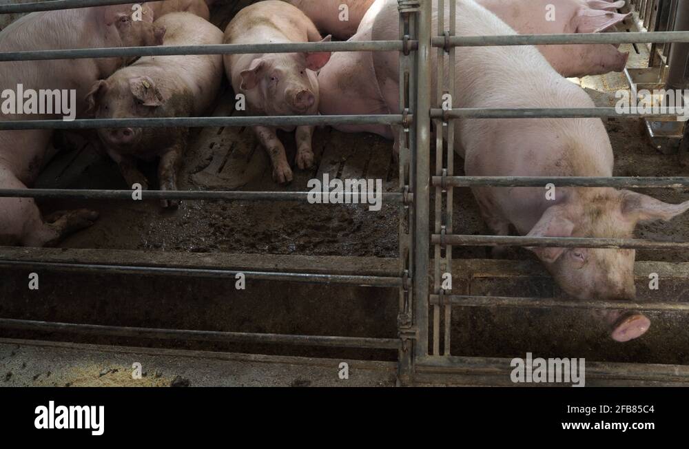 Slaughter ranch Stock Videos & Footage - HD and 4K Video Clips - Alamy