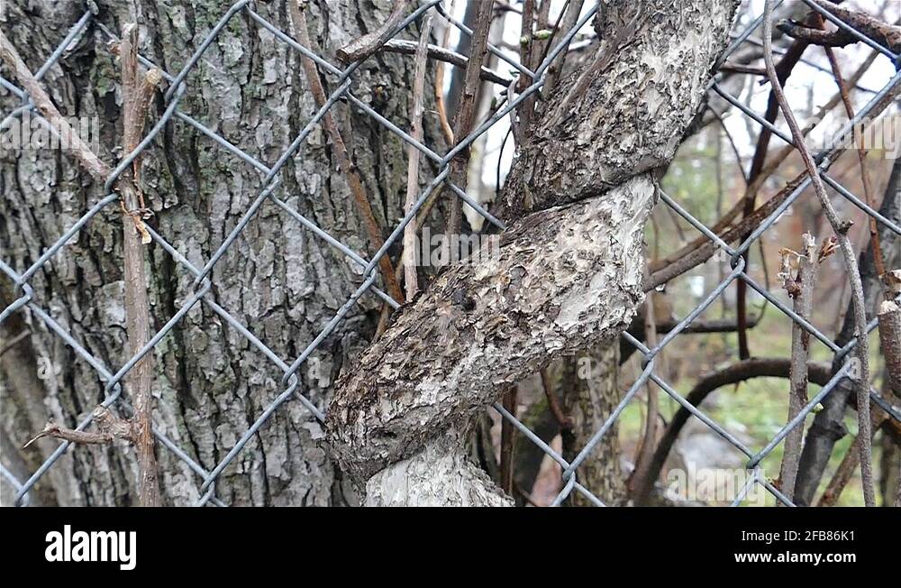 Tree growing around fence Stock Videos & Footage - HD and 4K Video ...