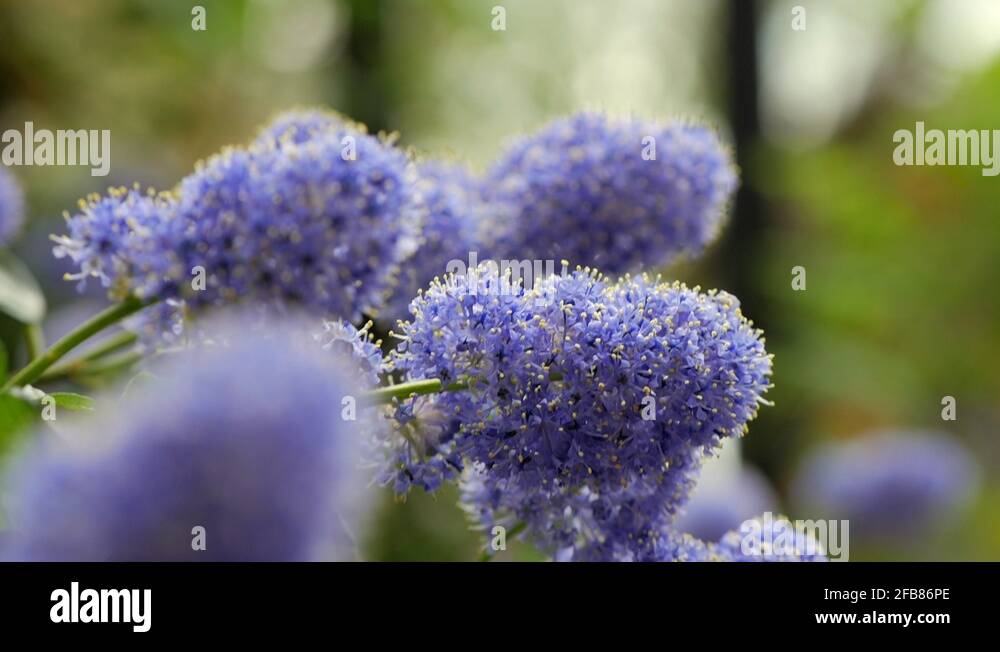 Purple buddleja davidii Stock Videos & Footage - HD and 4K Video Clips ...