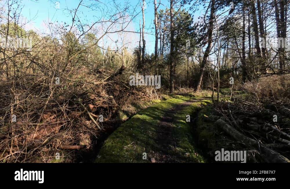 Forest path drawing Stock Videos & Footage - HD and 4K Video Clips - Alamy