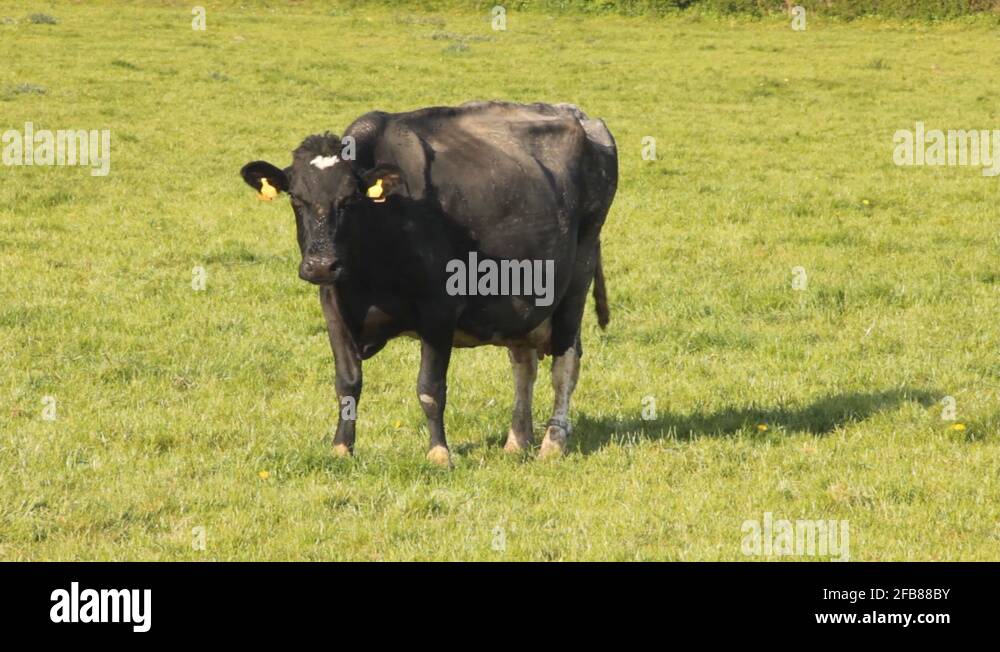 Head turning cow Stock Videos & Footage - HD and 4K Video Clips - Alamy