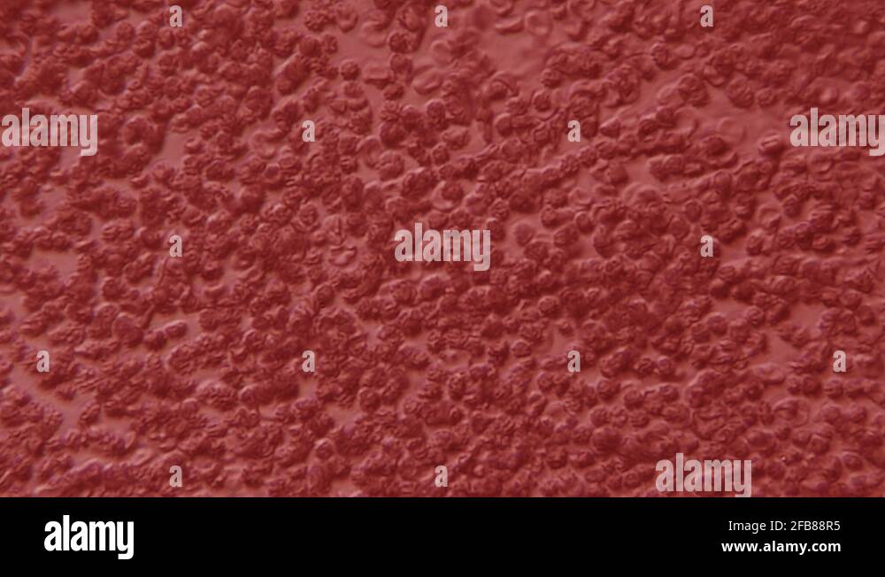 Platelets microscope Stock Videos & Footage - HD and 4K Video Clips - Alamy