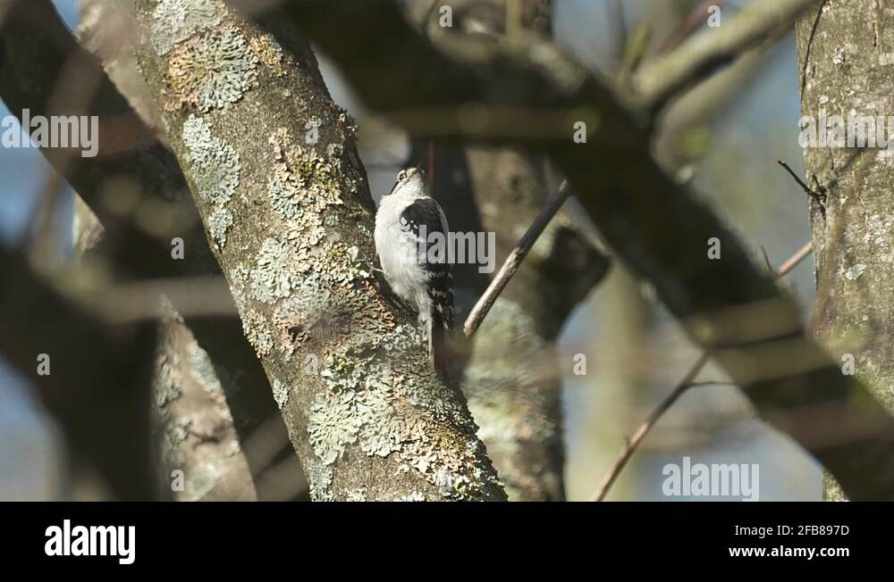 Flies from tree to tree Stock Videos & Footage - HD and 4K Video Clips ...