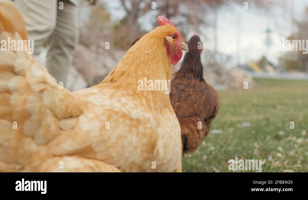 Comb chickens Stock Videos & Footage - HD and 4K Video Clips - Alamy