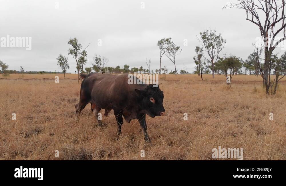 Red bull australia Stock Videos & Footage - HD and 4K Video Clips - Alamy