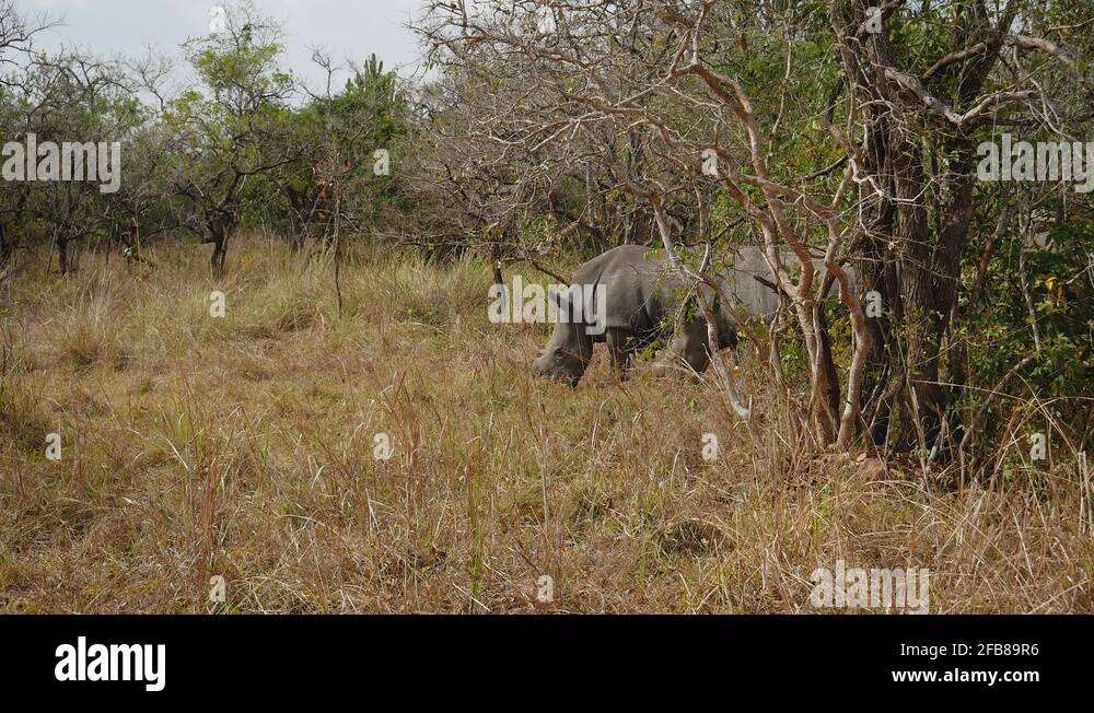 Grazing reserve Stock Videos & Footage - HD and 4K Video Clips - Alamy