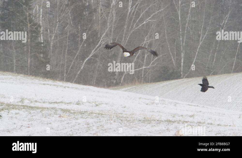 bald eagle grabs prey in talons head on angle Stock Video Footage - Alamy