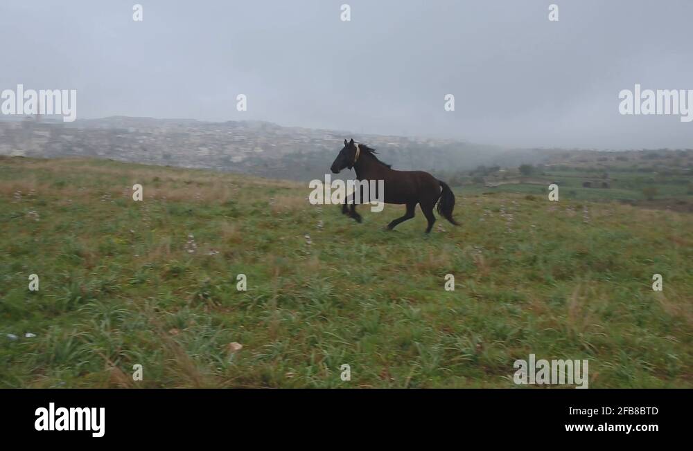 Galloping black horse Stock Videos & Footage - HD and 4K Video Clips ...
