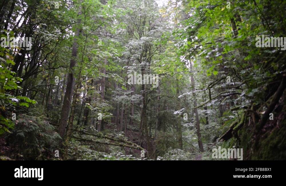 Oregon rain forest Stock Videos & Footage - HD and 4K Video Clips - Alamy