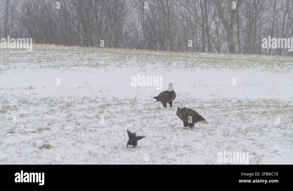 Crow and prey Stock Videos & Footage - HD and 4K Video Clips - Alamy