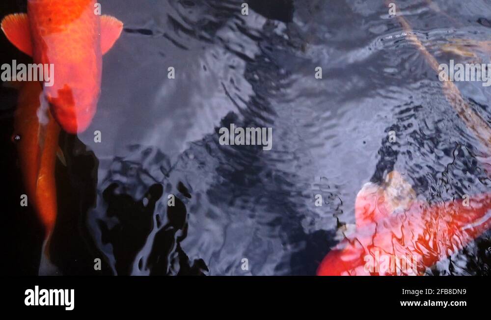 Verities Stock Videos & Footage - HD and 4K Video Clips - Alamy