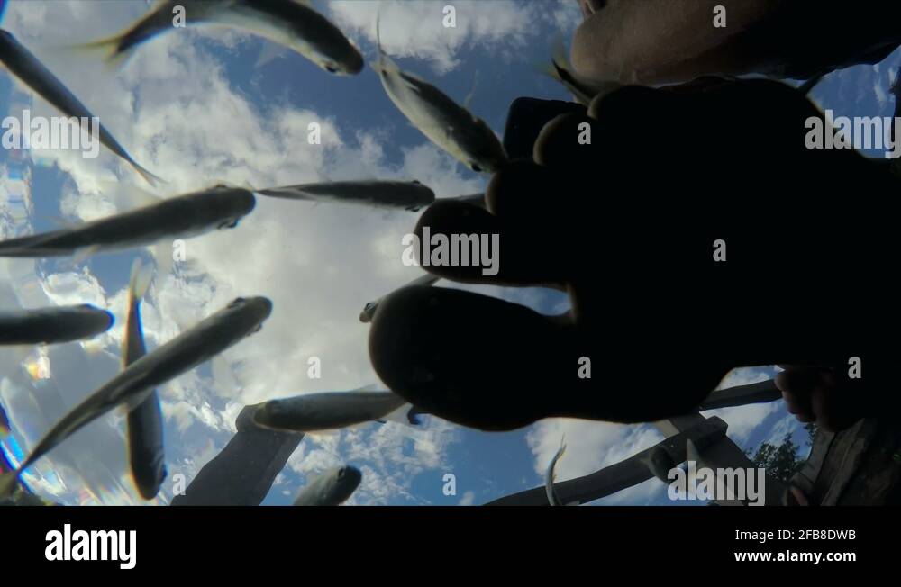 Lockdown: Outline Of Foot Underwater With Fish Swimming, Sky Above in ...