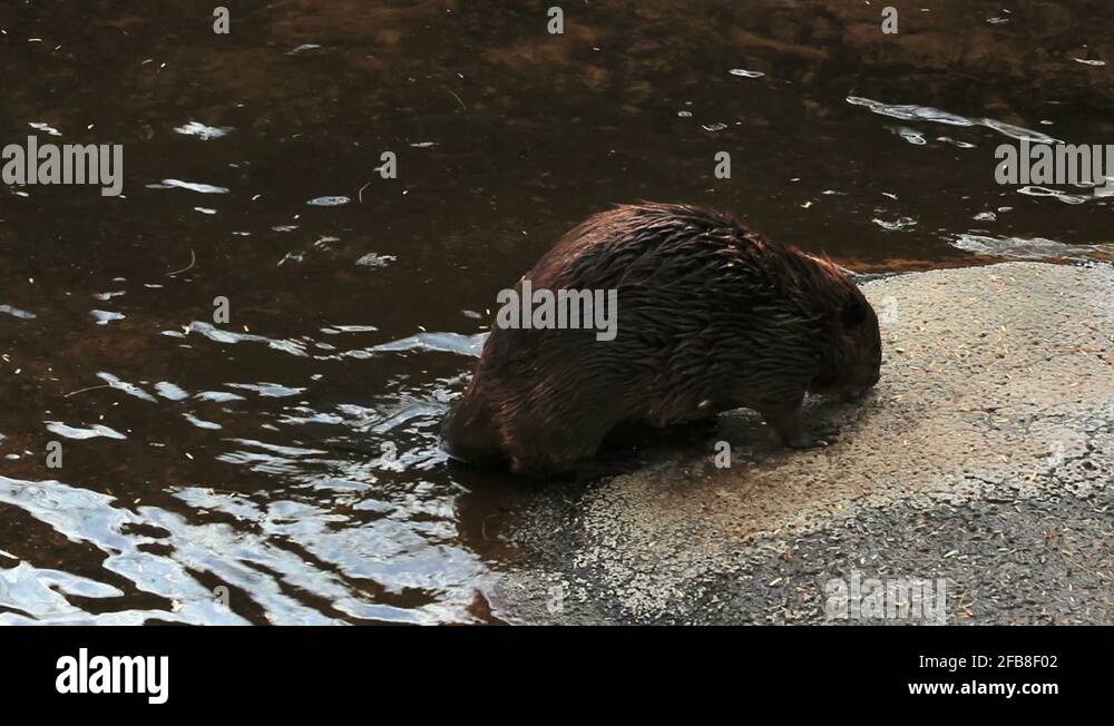 Broad tail Stock Videos & Footage - HD and 4K Video Clips - Alamy