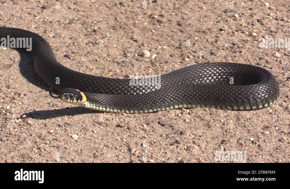 European snake on a gravel road in the woods. Natrix Natrix Stock Video ...
