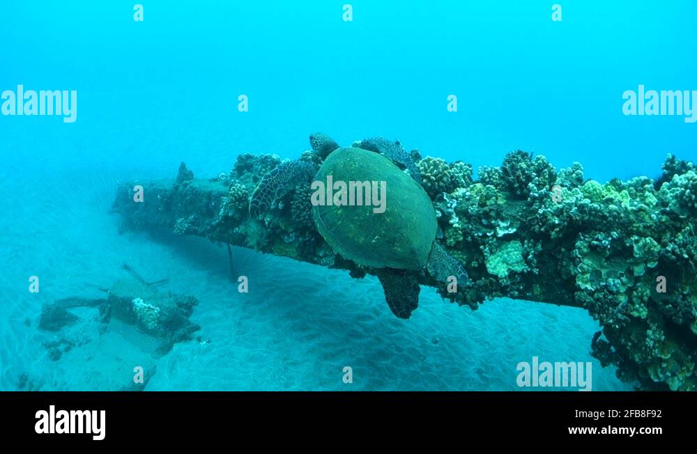 Man made reef Stock Videos & Footage - HD and 4K Video Clips - Alamy