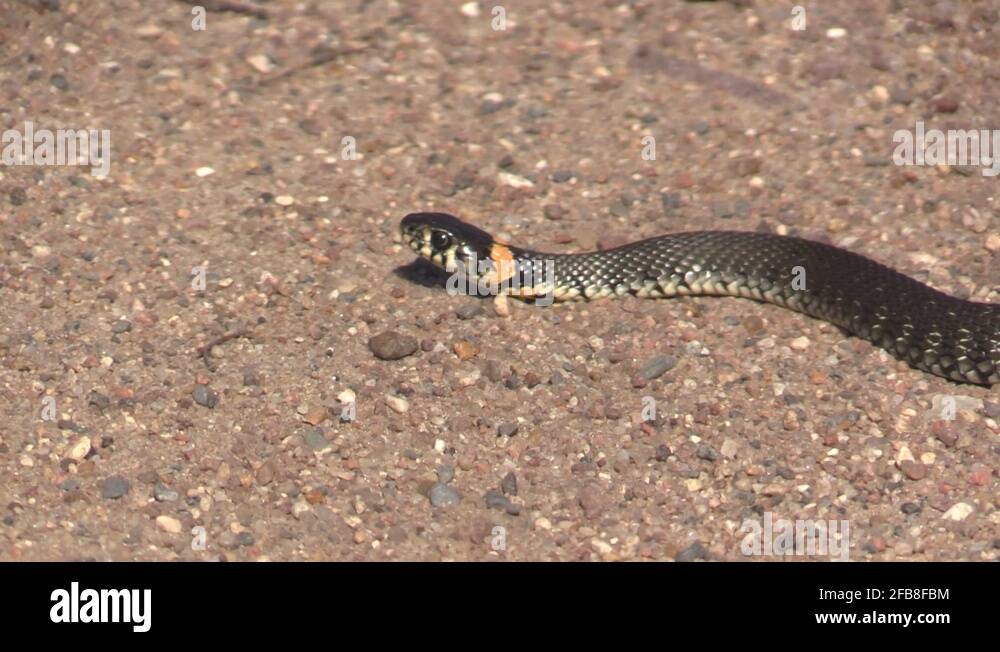 European snake on a gravel road in the woods. Natrix Natrix Stock Video ...