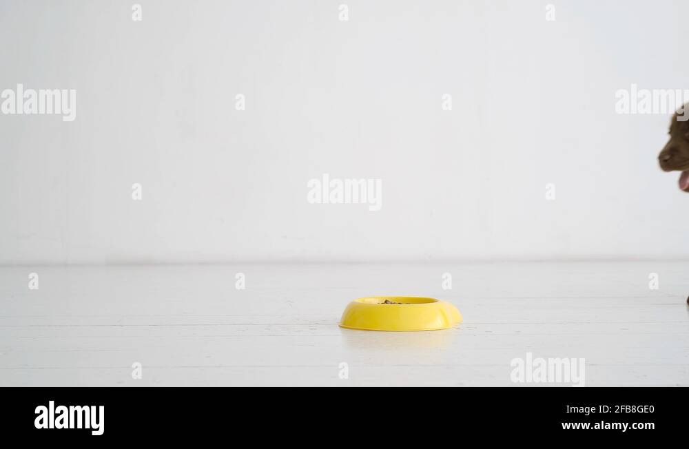 Saw dog Stock Videos & Footage - HD and 4K Video Clips - Alamy