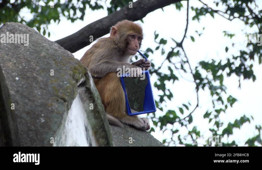 Monkey mirror Stock Videos & Footage - HD and 4K Video Clips - Alamy