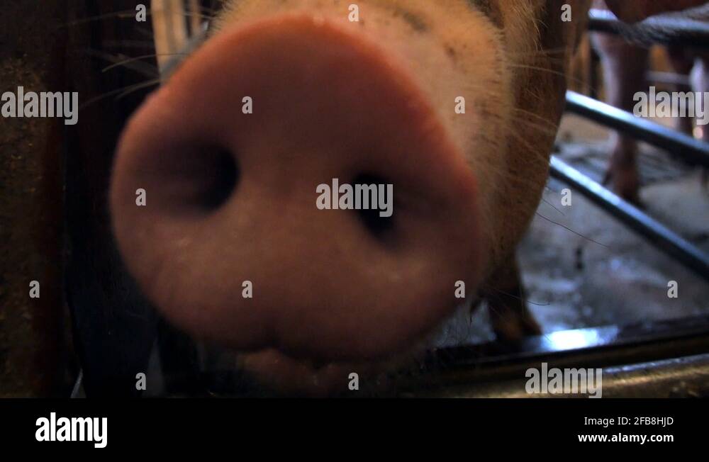 Close up of a dirty sad pig looking through bars inside a pen on a pig ...