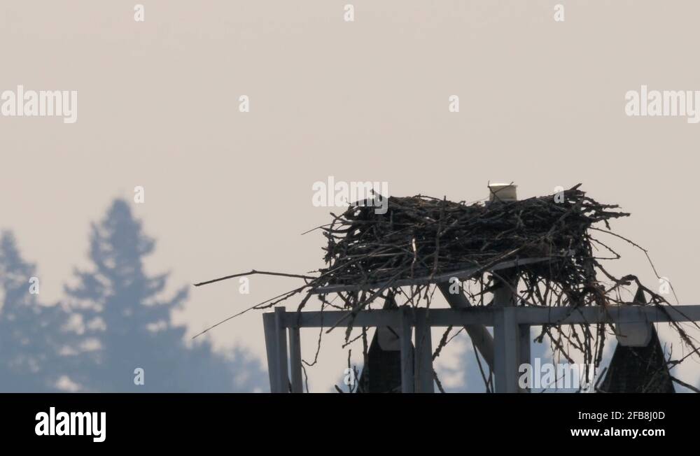 Bird build nest with sticks Stock Videos & Footage - HD and 4K Video ...