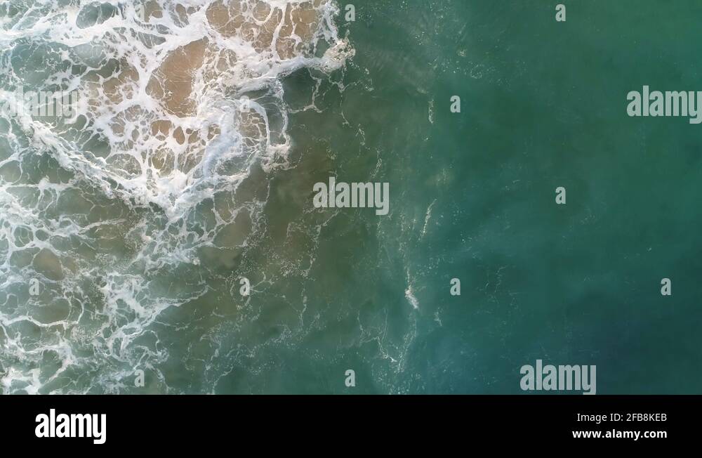 Sea turtles palm Stock Videos & Footage - HD and 4K Video Clips - Alamy