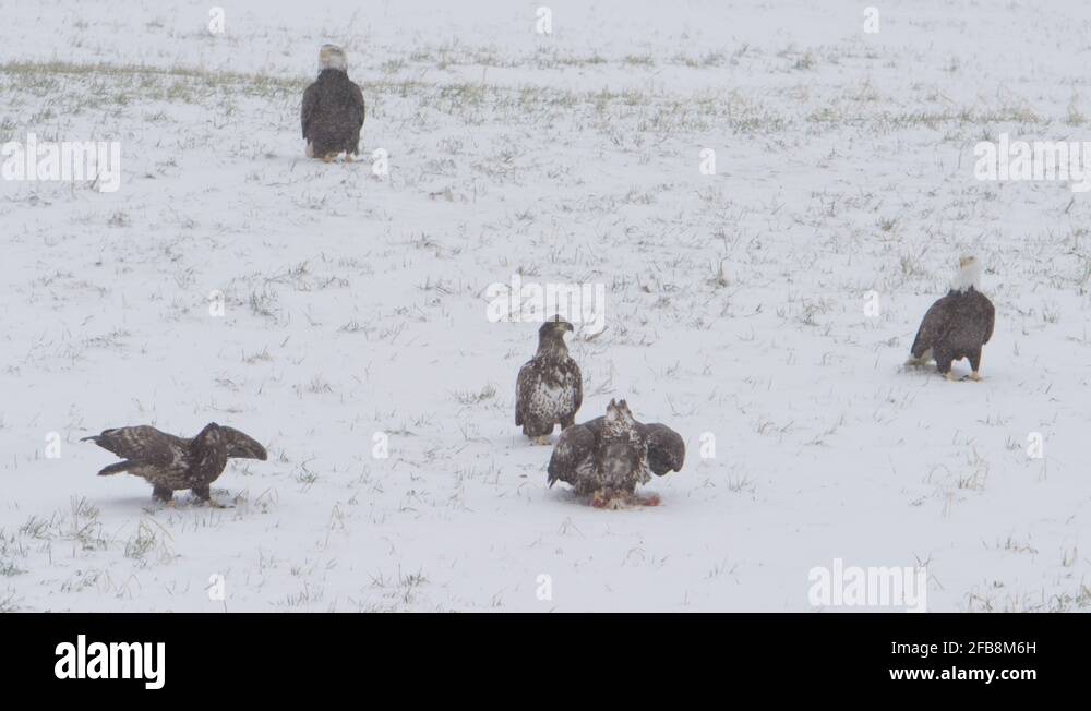 Battle of food Stock Videos & Footage - HD and 4K Video Clips - Alamy