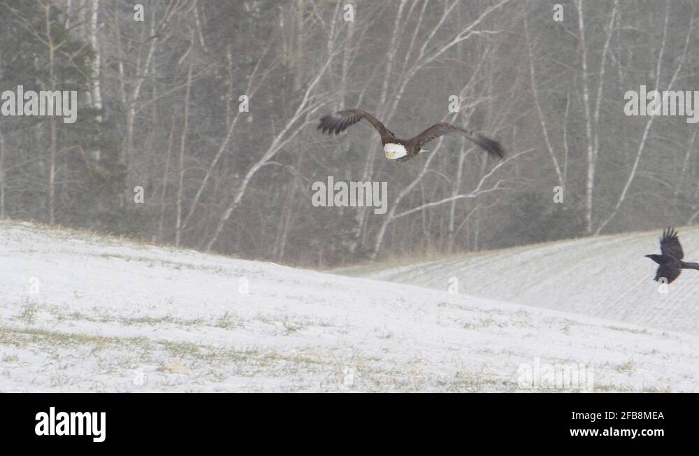 Bald eagle grabbing Stock Videos & Footage - HD and 4K Video Clips - Alamy