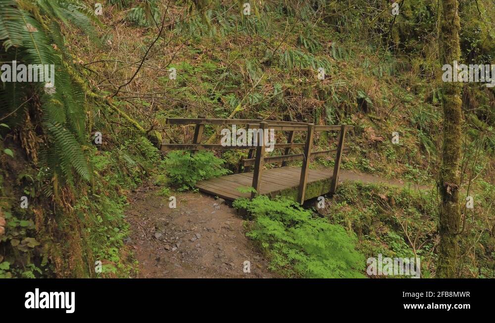 Hiking bridge path in lush green forest Stock Video Footage - Alamy