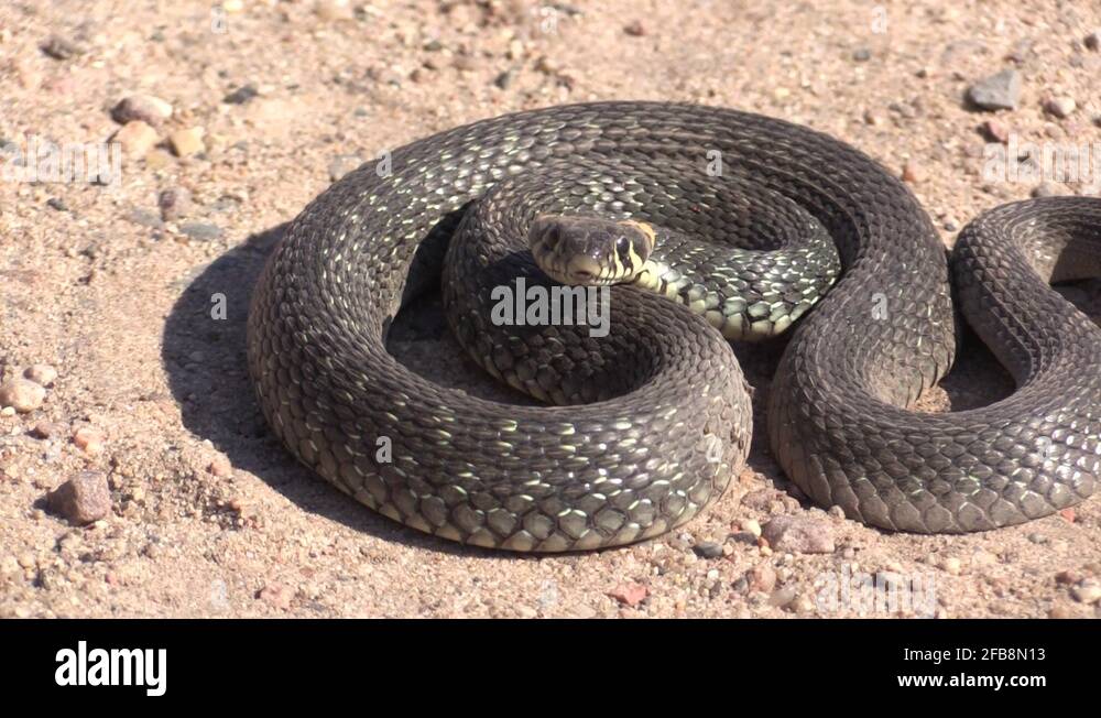European snake on a gravel road in the woods. Natrix Natrix Stock Video ...