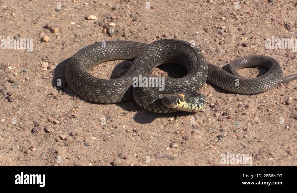 European snake on a gravel road in the woods. Natrix Natrix Stock Video ...