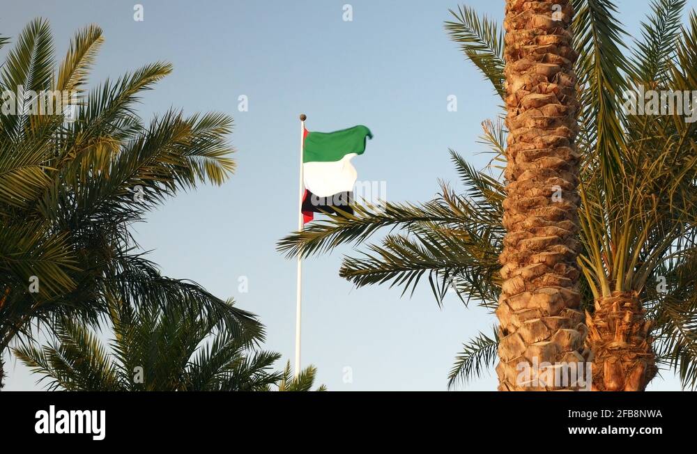 United arab emirates palm trees Stock Videos & Footage - HD and 4K ...