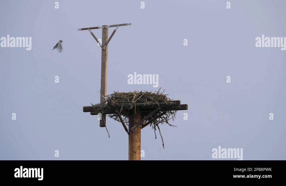 Nest nesting materials Stock Videos & Footage - HD and 4K Video Clips ...