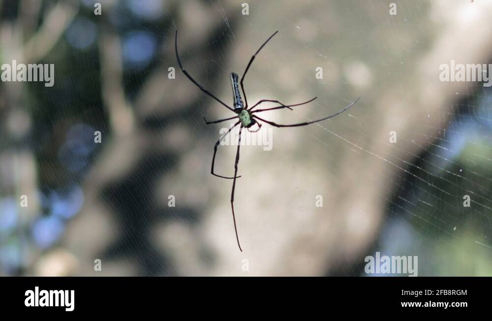 Spider mangrove Stock Videos & Footage - HD and 4K Video Clips - Alamy