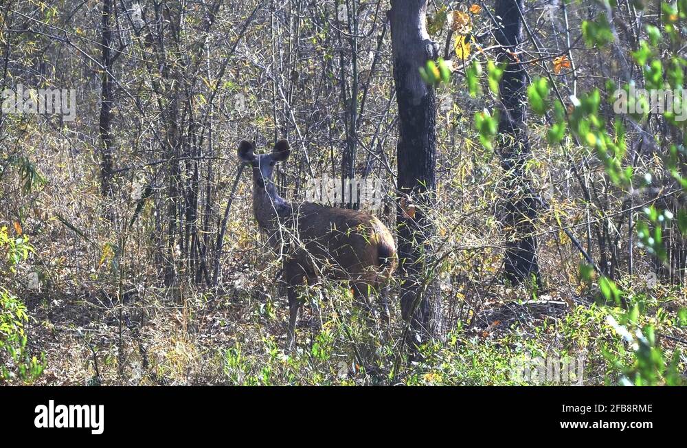 sambar deer in bamboo forest at tadoba tiger reserve in india Stock ...