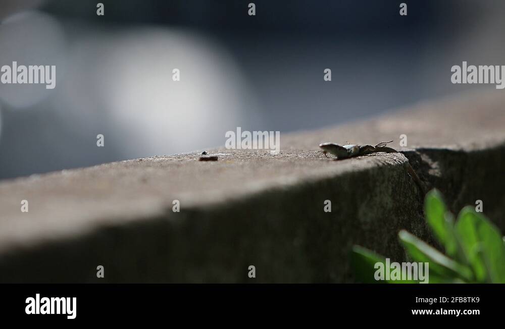 Lizard lizards sauria Stock Videos & Footage - HD and 4K Video Clips ...