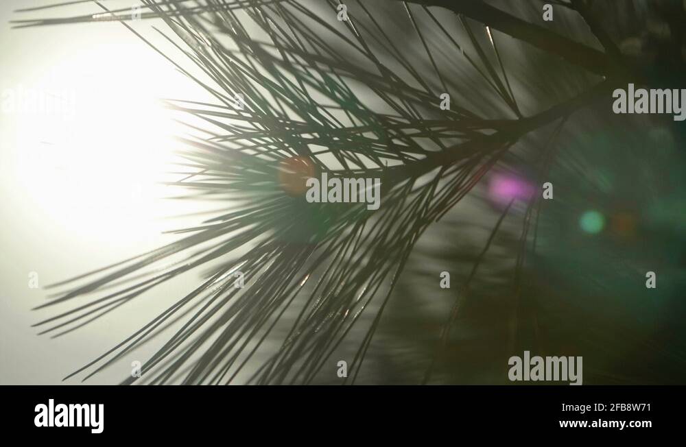 Eastern white pine branch Stock Videos & Footage - HD and 4K Video ...