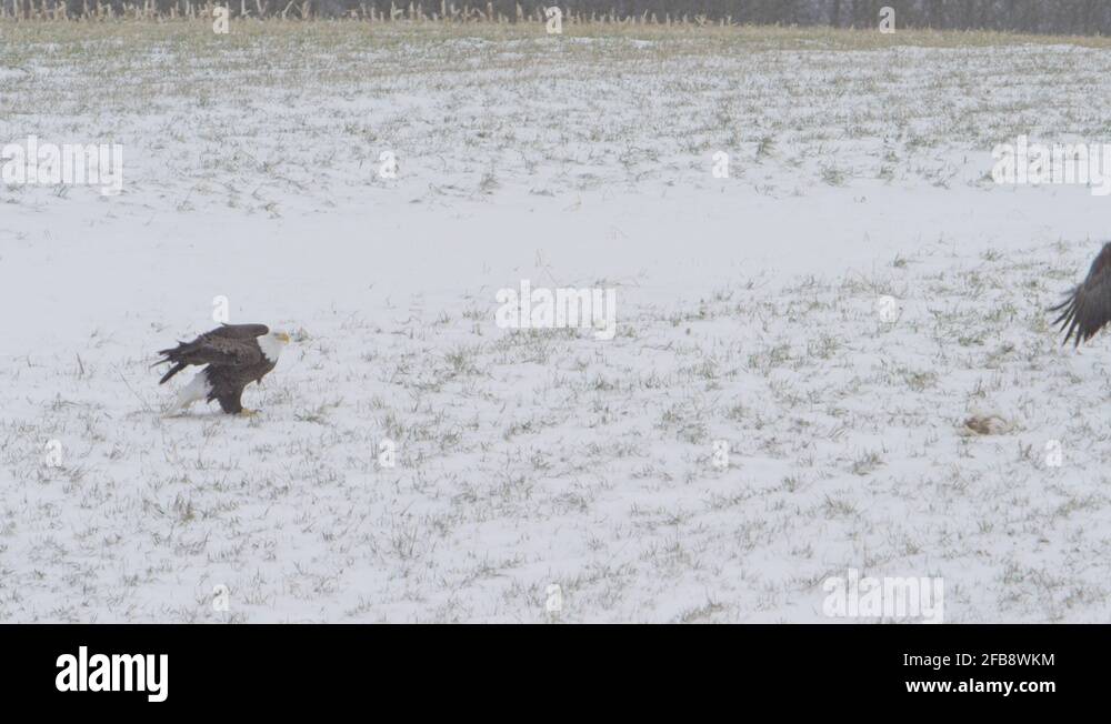 Bully bird Stock Videos & Footage - HD and 4K Video Clips - Alamy