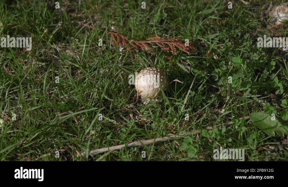 Field mycology Stock Videos & Footage - HD and 4K Video Clips - Alamy