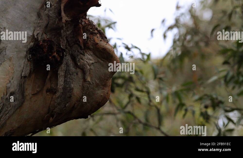 Sap texture Stock Videos & Footage - HD and 4K Video Clips - Alamy